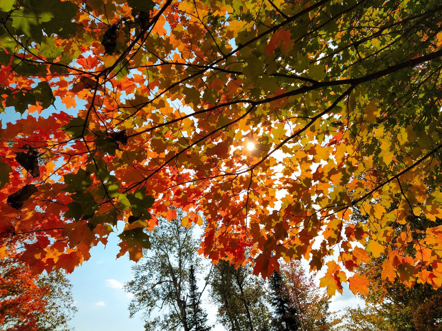 20 Simple and Creative Fall Nature Walk Ideas - Kindling Wild