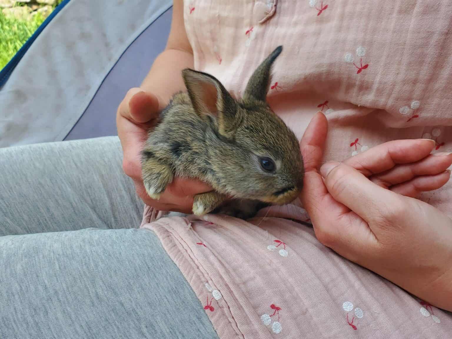 Complete Guide to How to Feed Baby Rabbits Without a Mother - Kindling Wild